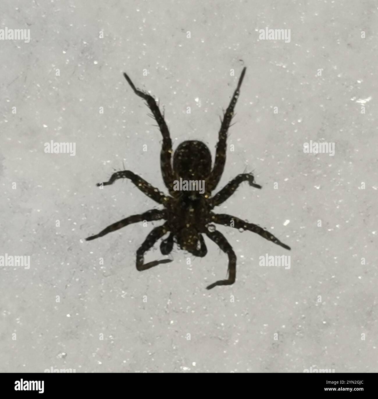 Thin-legged Wolf Spiders (Pardosa Stock Photo - Alamy