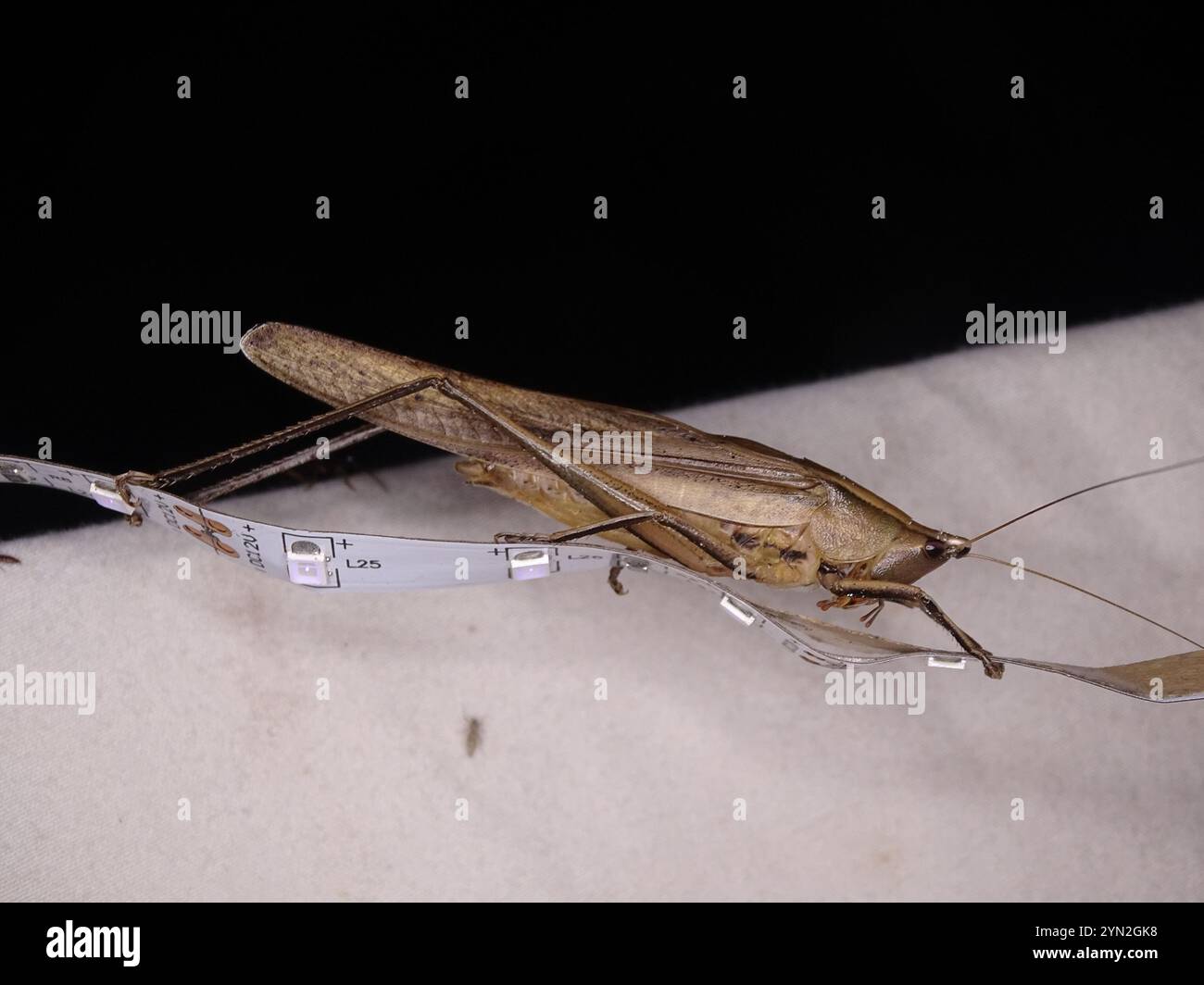 Common Coneheads (Neoconocephalus Stock Photo - Alamy