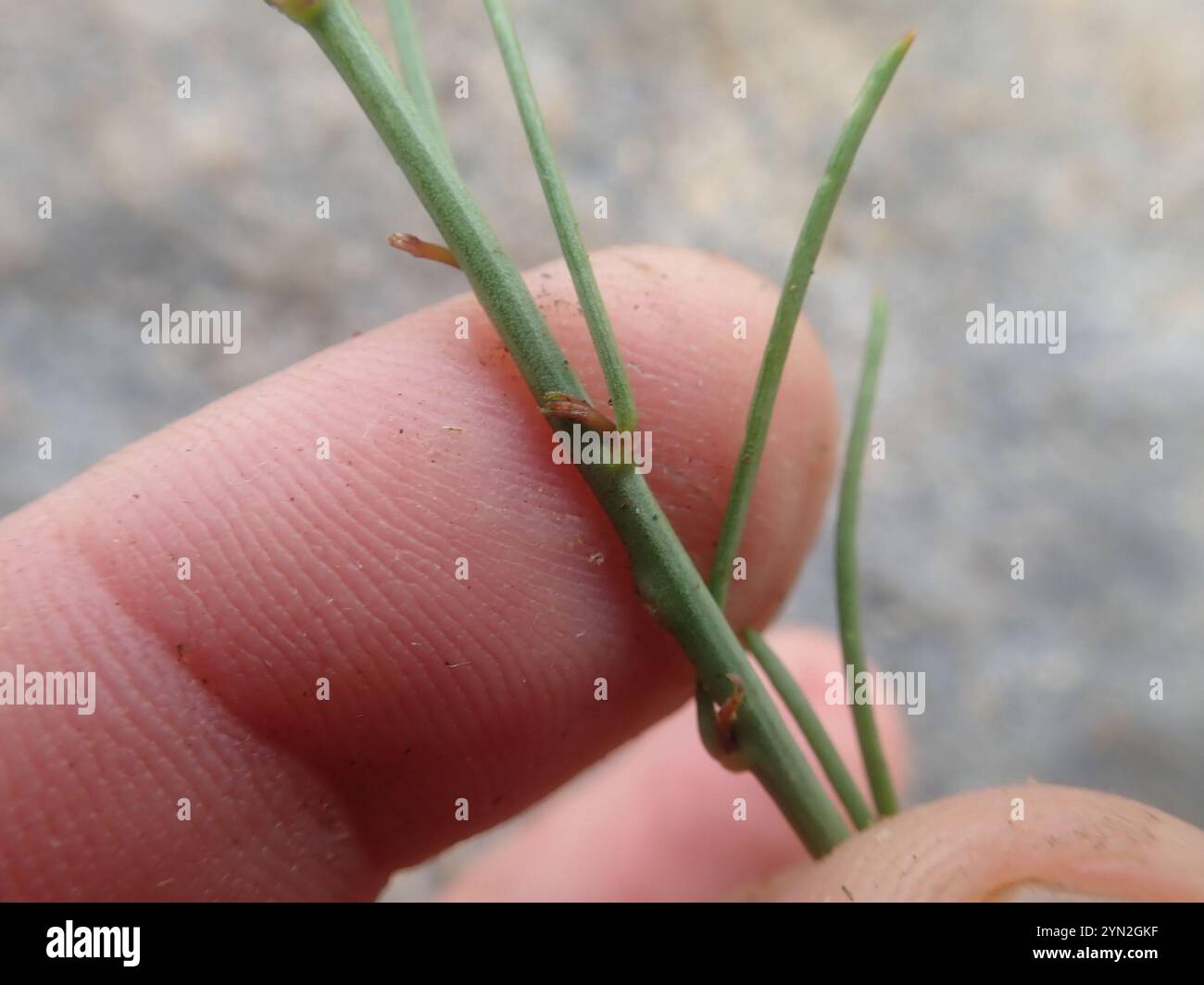 Heliophila rigidiuscula hi-res stock photography and images - Alamy