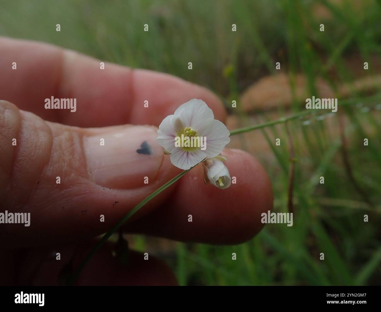 Heliophila rigidiuscula hi-res stock photography and images - Alamy