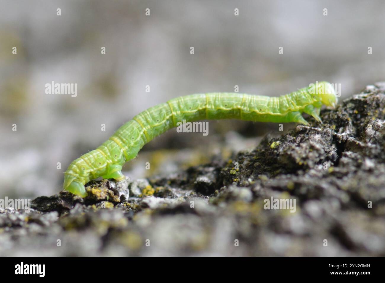 March Moth (Alsophila aescularia Stock Photo - Alamy