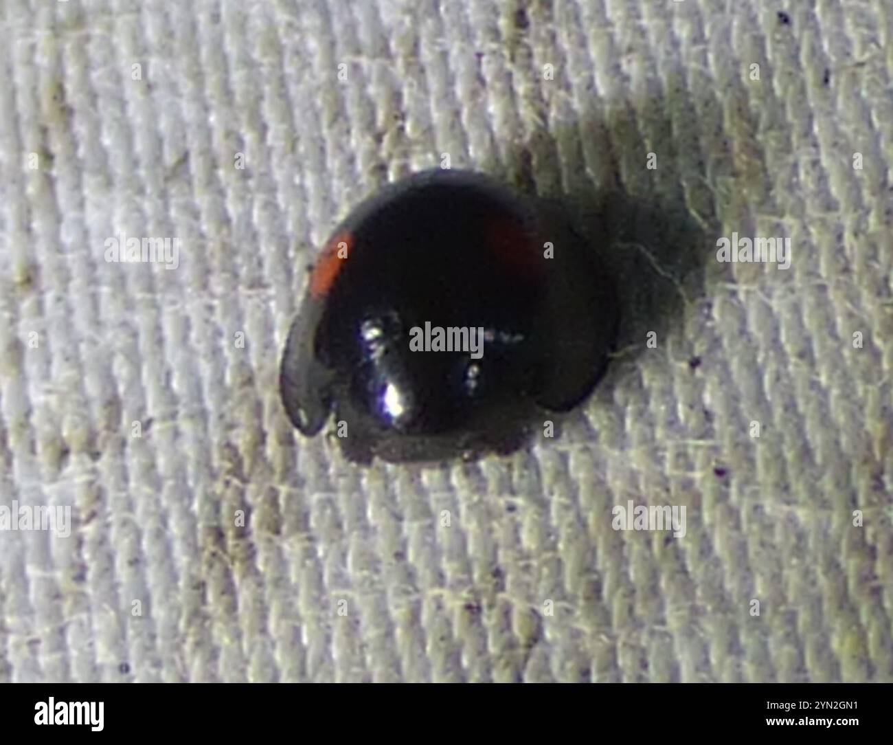 Twice-stabbed Lady Beetle (Chilocorus stigma Stock Photo - Alamy