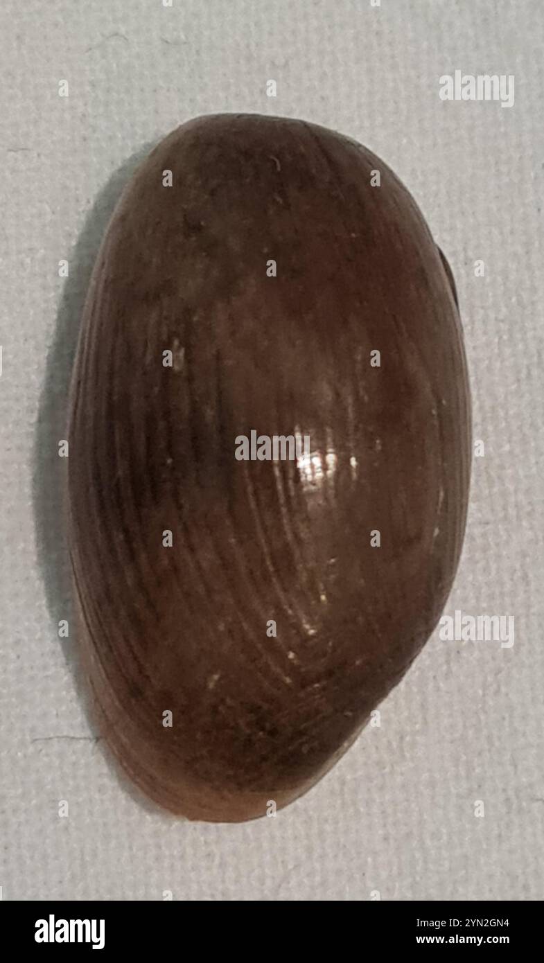 Common West Indian Bubble (Bulla occidentalis Stock Photo - Alamy