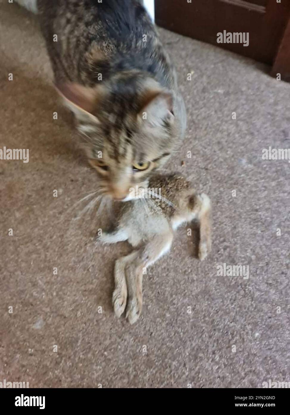 Wild European rabbit (Oryctolagus cuniculus cuniculus Stock Photo - Alamy