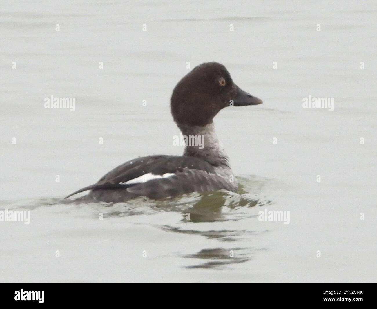 Common Goldeneye (Bucephala clangula Stock Photo - Alamy