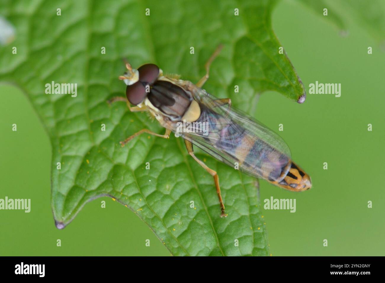 Common Globetail (Sphaerophoria scripta Stock Photo - Alamy