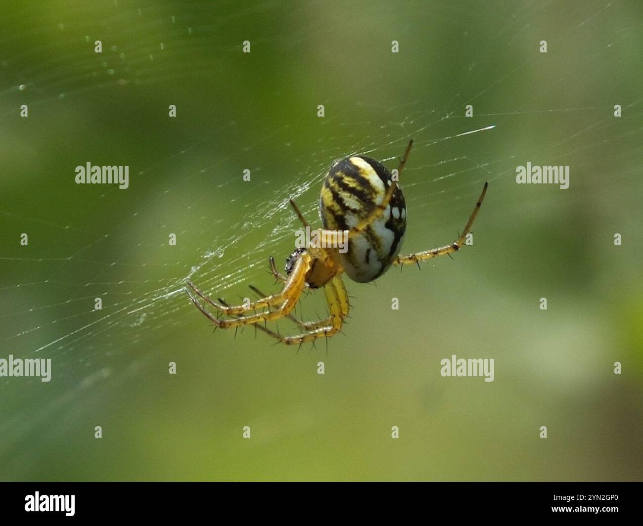 Cricket-bat Orbweaver (Mangora acalypha Stock Photo - Alamy