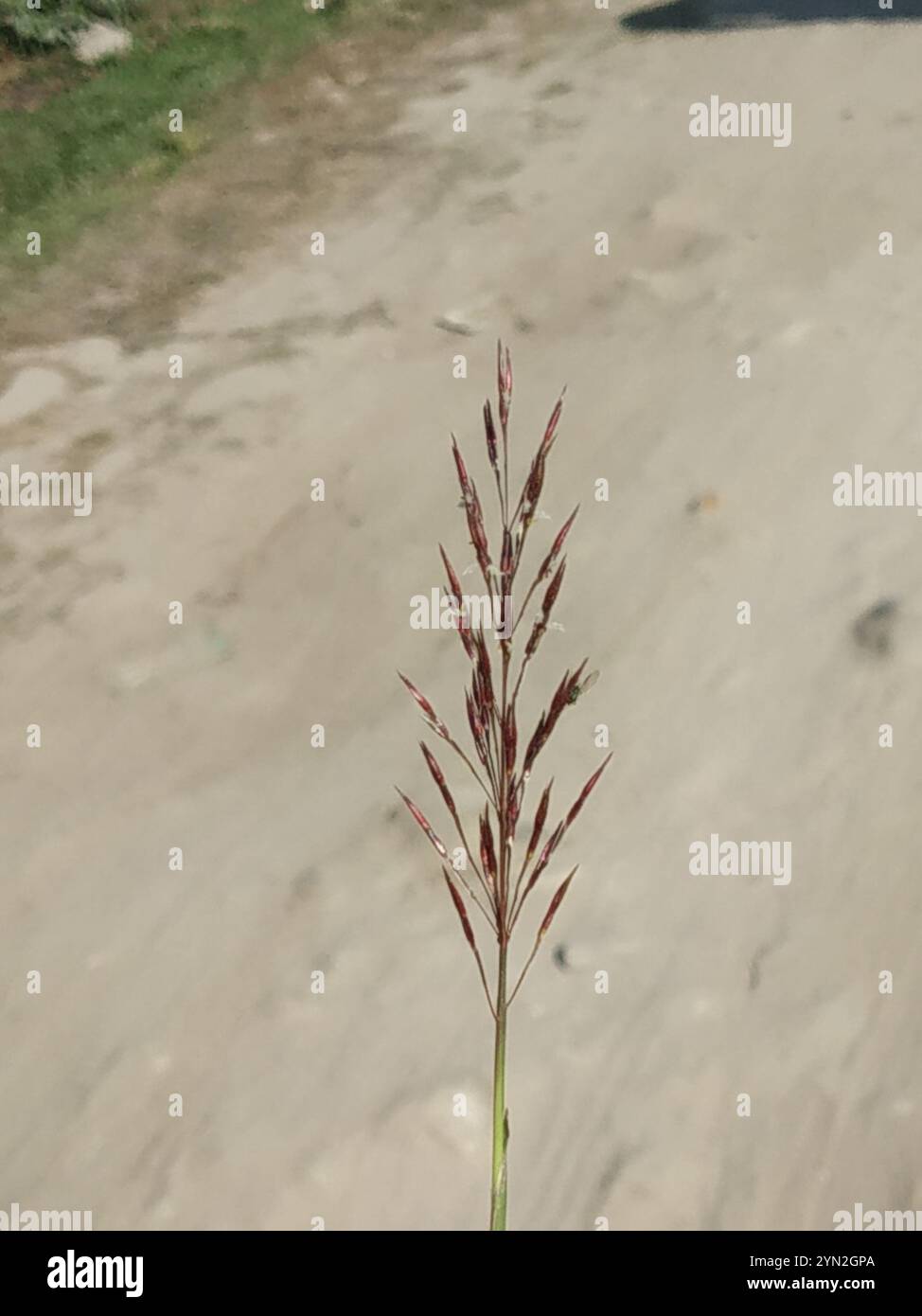 Chrysopogon aciculatus hi-res stock photography and images - Alamy