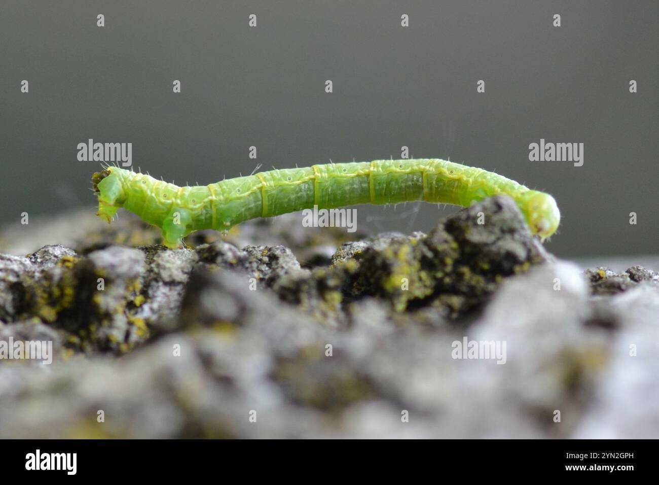 March Moth (Alsophila aescularia Stock Photo - Alamy