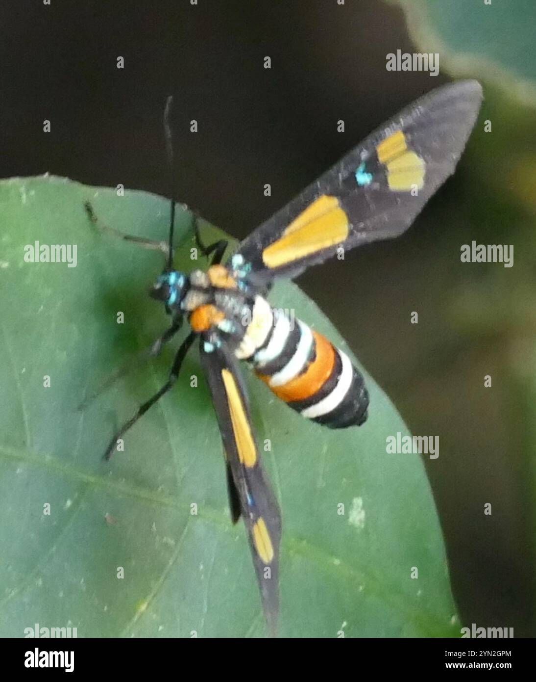 Basker (Euchromia lethe Stock Photo - Alamy