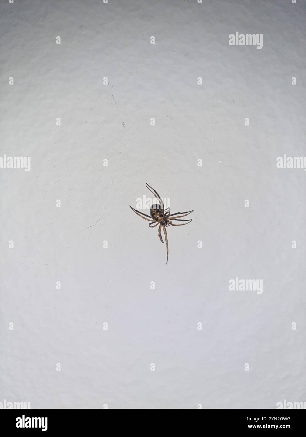 Triangulate Combfoot (Steatoda triangulosa Stock Photo - Alamy