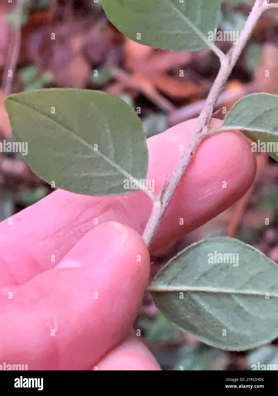 Cotoneaster simonsii hi-res stock photography and images - Alamy