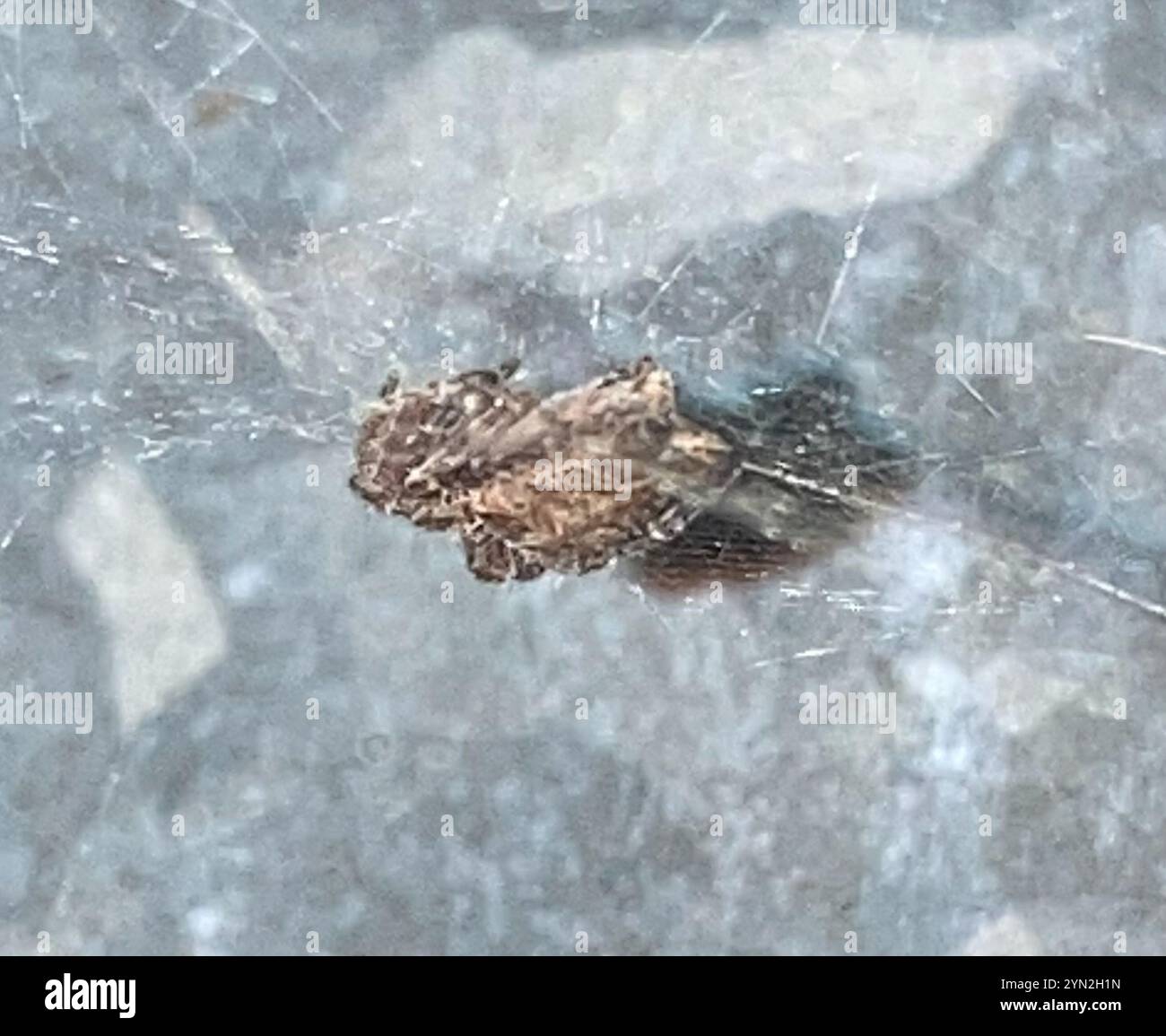 Tropical Tent-web Spider (Cyrtophora citricola Stock Photo - Alamy