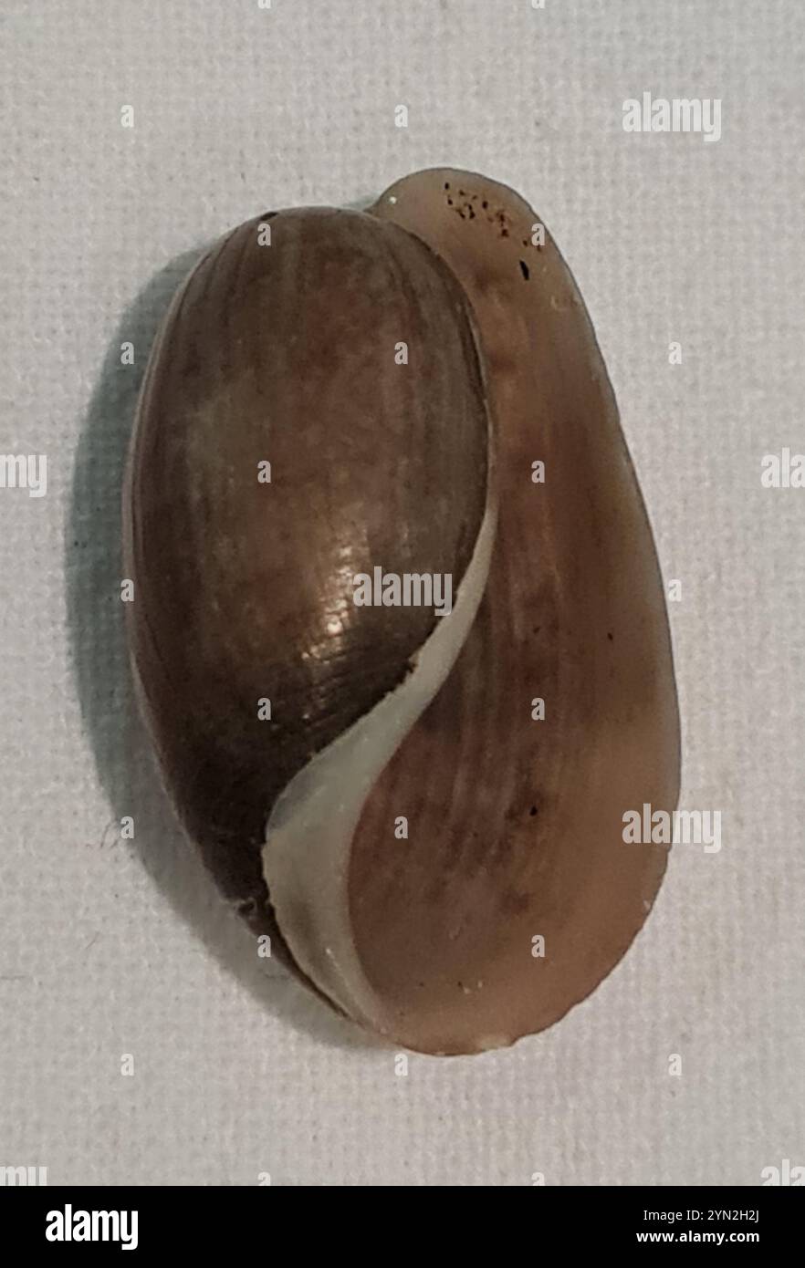 Common West Indian Bubble (Bulla occidentalis Stock Photo - Alamy