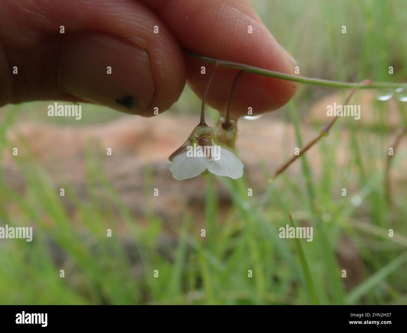 Grassland Blue Cress Flower (Heliophila rigidiuscula Stock Photo - Alamy
