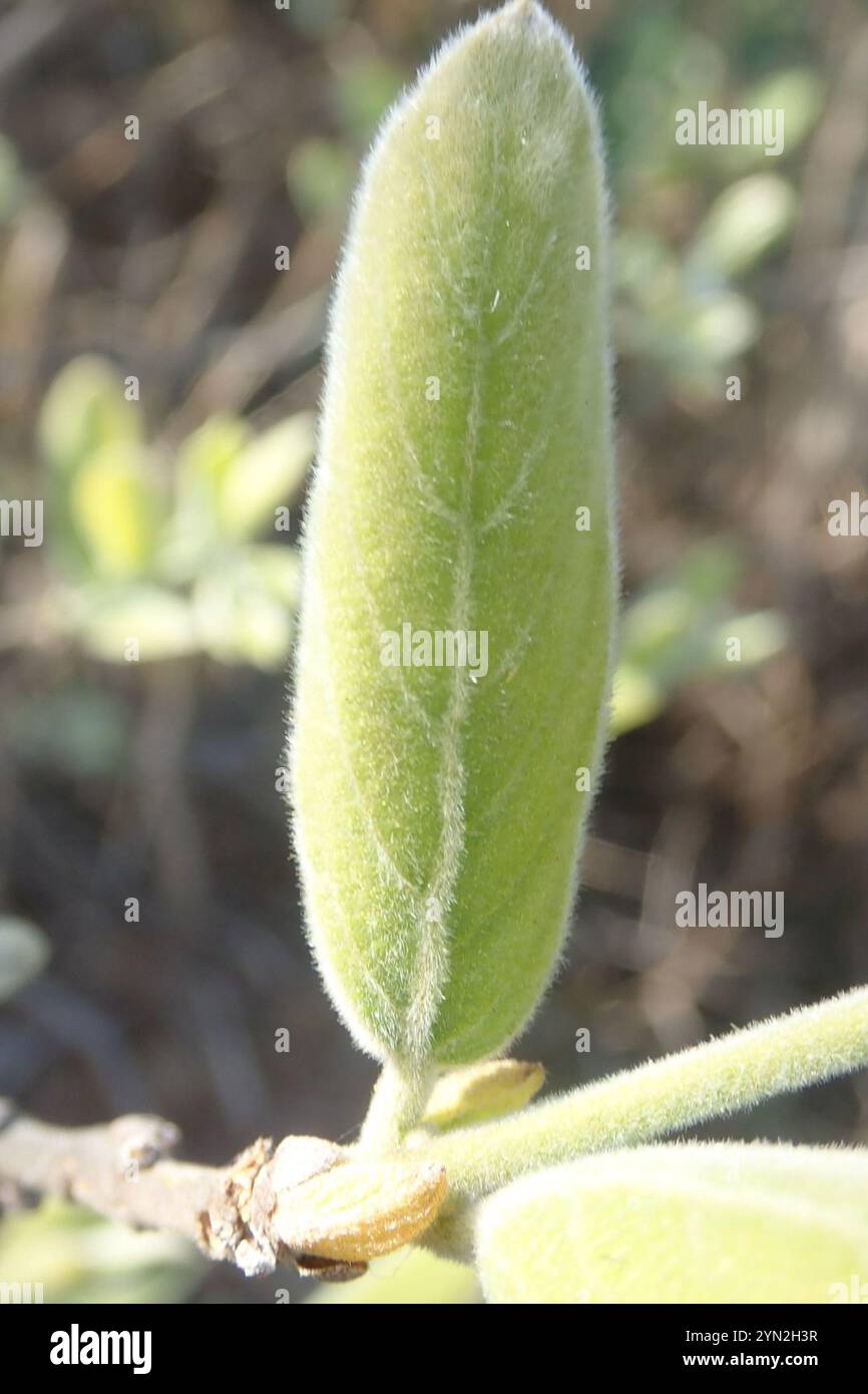 Combretum molle hi-res stock photography and images - Alamy