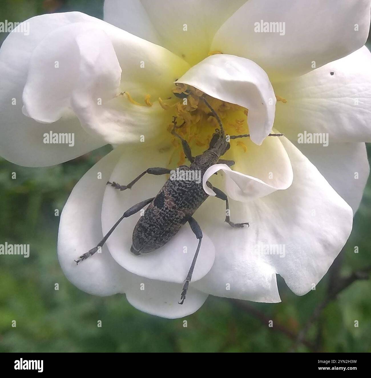 Blackspotted Longhorn Beetle (Rhagium mordax Stock Photo - Alamy