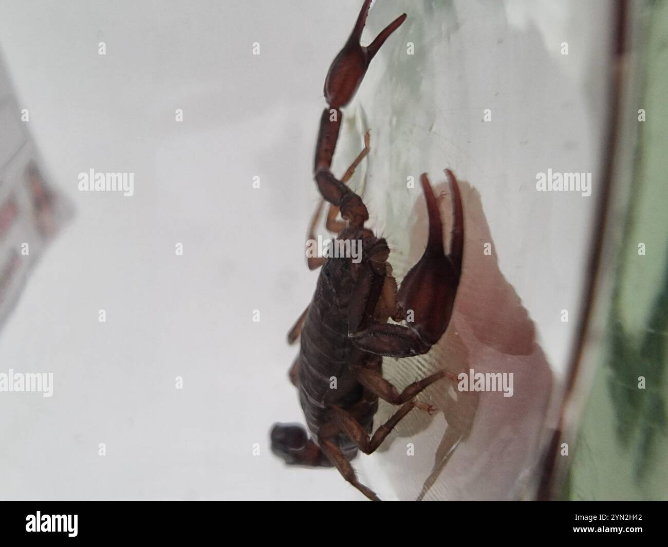 Mexican Scorpion (Vaejovis mexicanus Stock Photo - Alamy