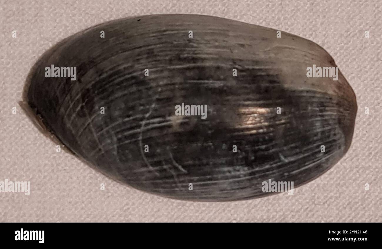 Common West Indian Bubble (Bulla occidentalis Stock Photo - Alamy