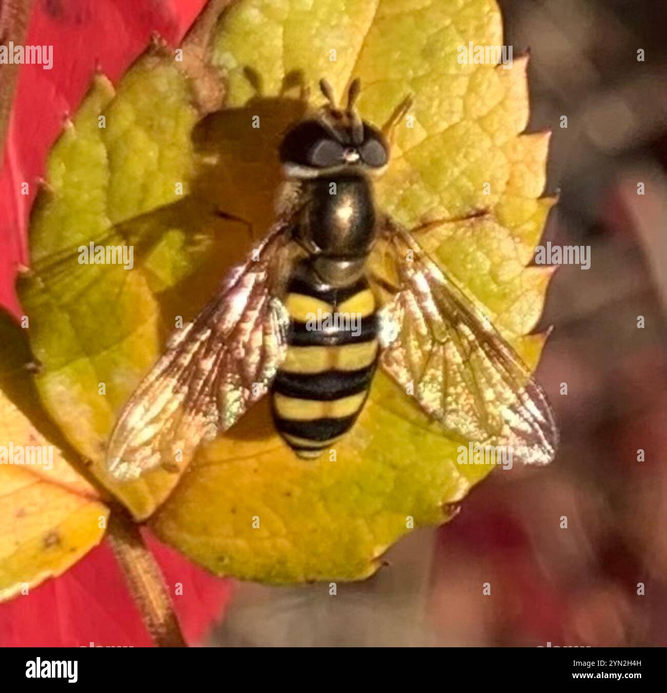 Long-tailed Aphideater Complex (Eupeodes americanus Stock Photo - Alamy