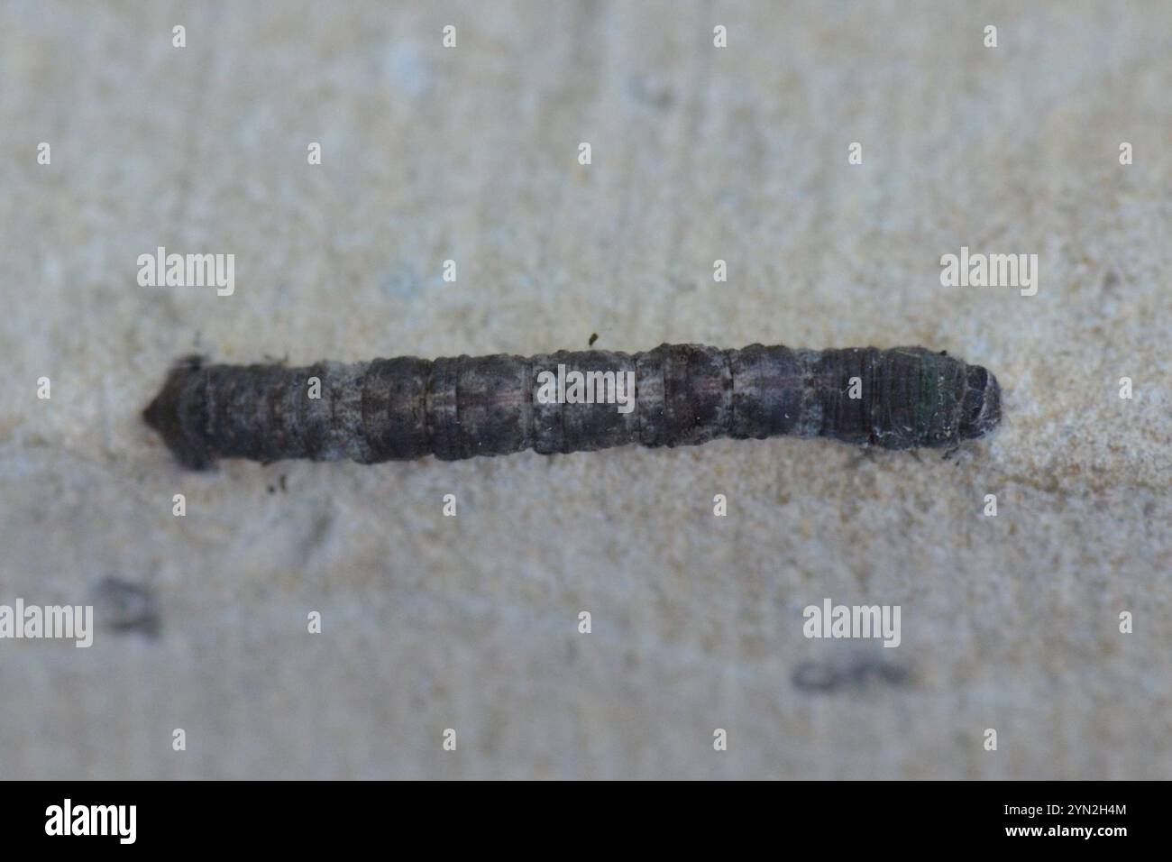 Geometer Moths (Geometridae Stock Photo - Alamy