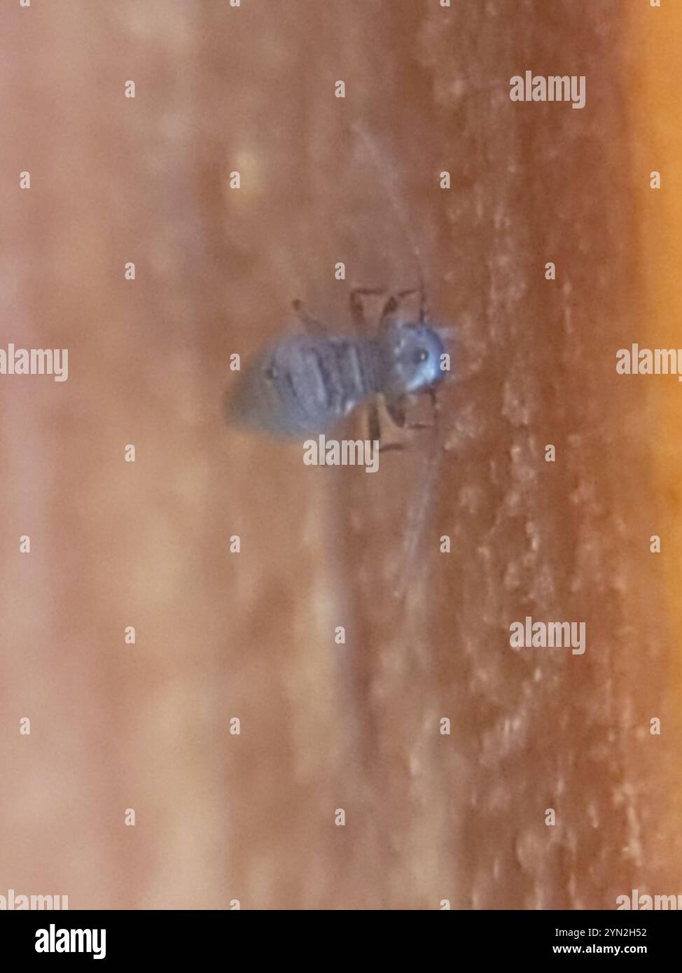 Barklice, Booklice, and Parasitic Lice (Psocodea Stock Photo - Alamy