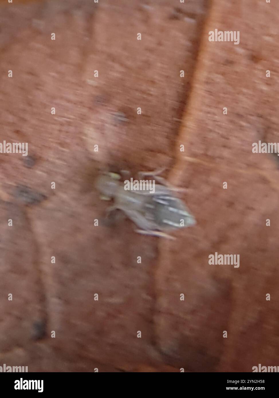 Barklice, Booklice, and Parasitic Lice (Psocodea Stock Photo - Alamy