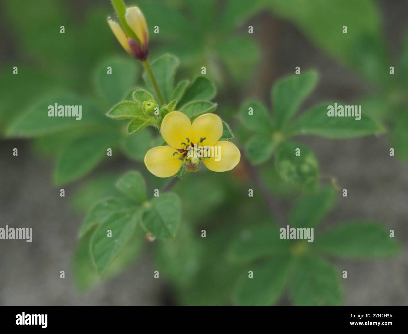 Asian spiderflower (Cleome viscosa Stock Photo - Alamy