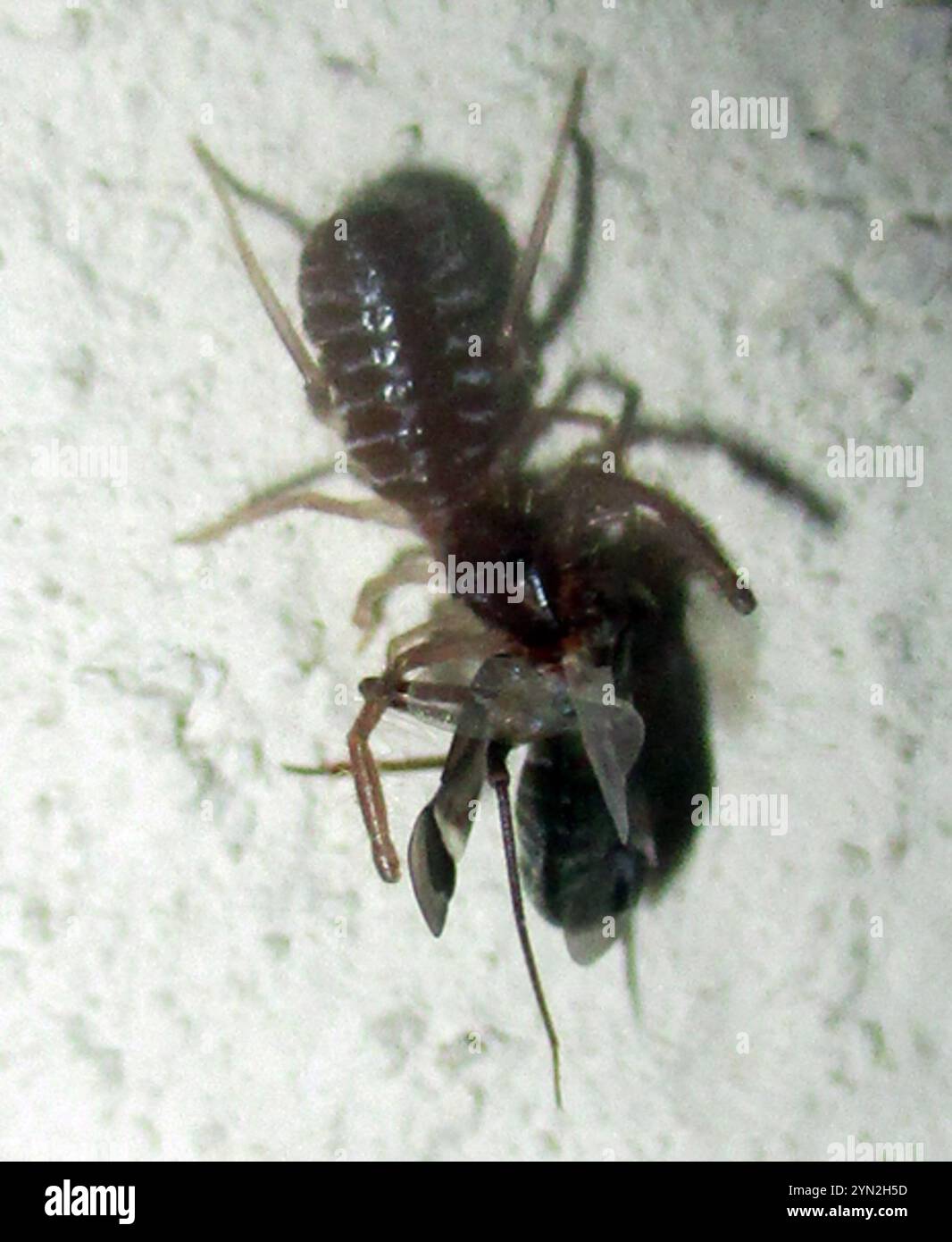 Barklice, Booklice, and Parasitic Lice (Psocodea Stock Photo - Alamy