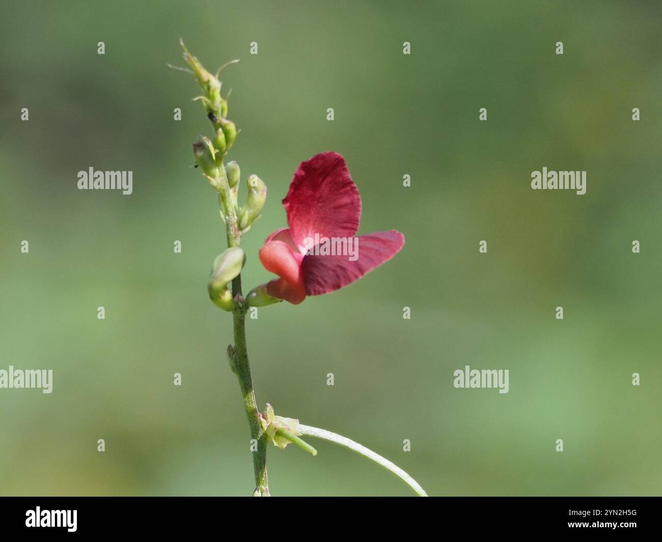 Phasey Bean (Macroptilium lathyroides Stock Photo - Alamy