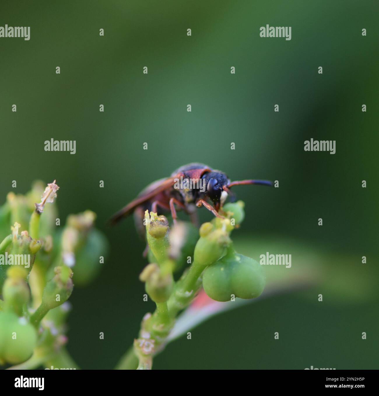 Red-marked Pachodynerus Wasp (Pachodynerus erynnis Stock Photo - Alamy