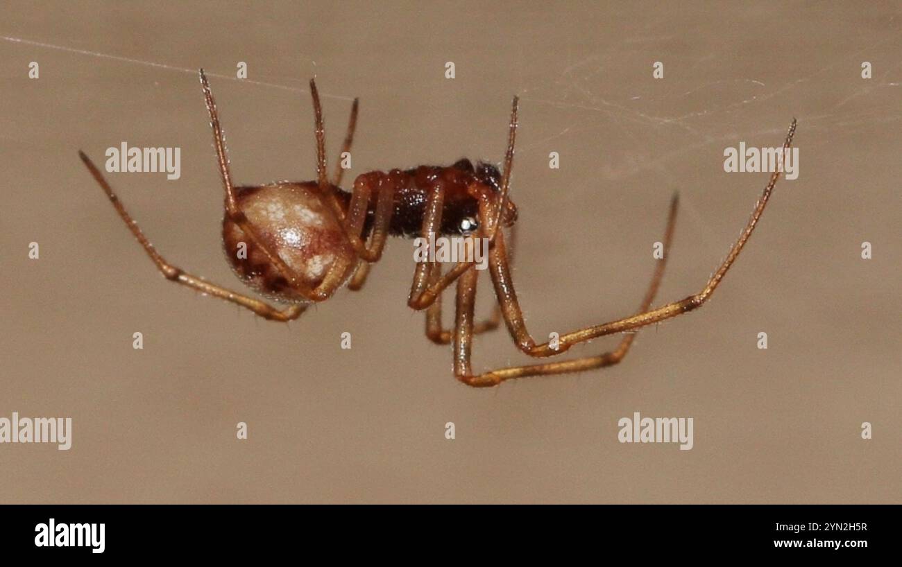 Triangulate Combfoot (Steatoda triangulosa Stock Photo - Alamy