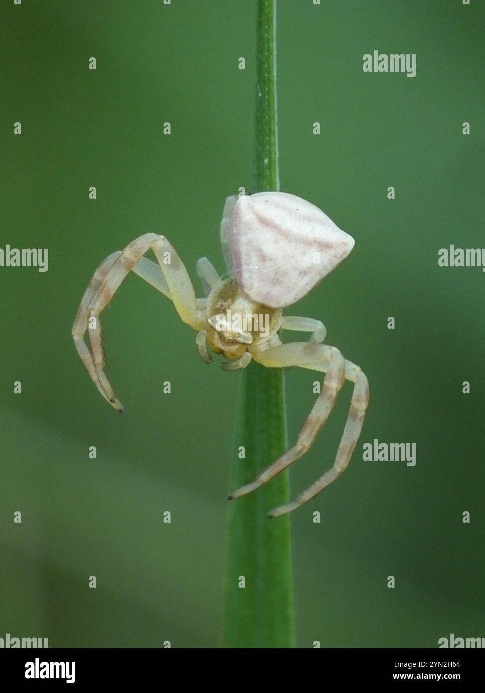 Pink Crab Spider (Thomisus onustus Stock Photo - Alamy