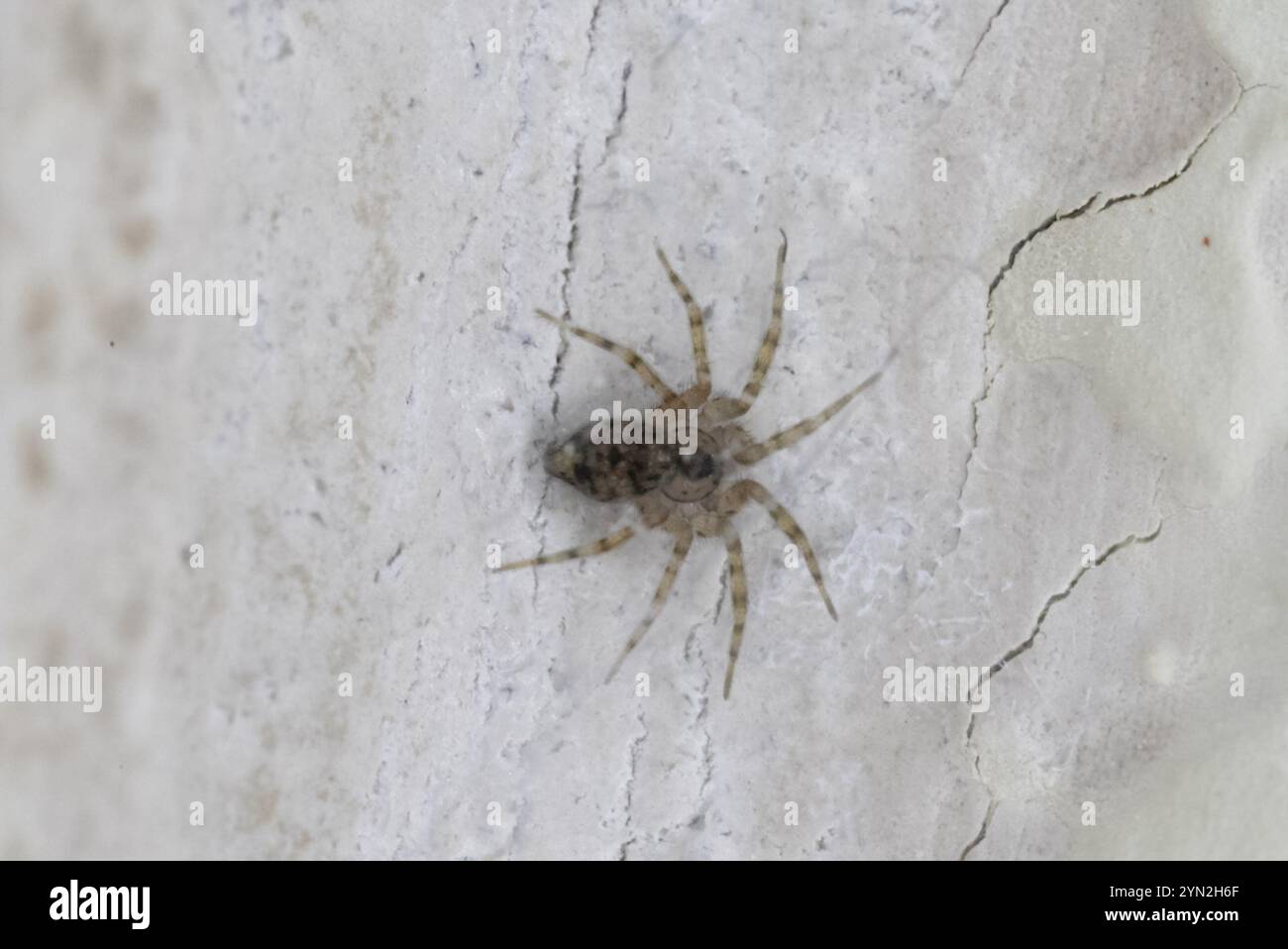 Wall Spiders (Oecobius Stock Photo - Alamy
