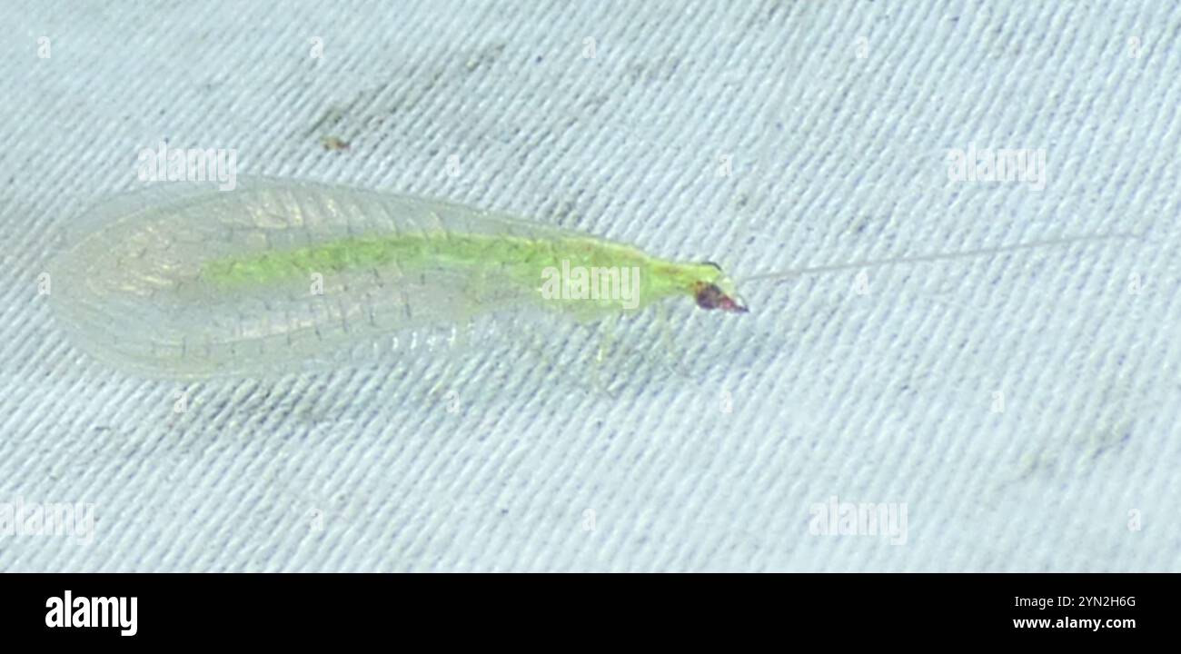 Red-lipped Green Lacewing (Chrysoperla rufilabris Stock Photo - Alamy