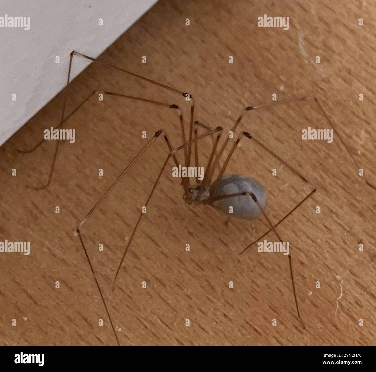 Long-bodied Cellar Spider (Pholcus phalangioides Stock Photo - Alamy