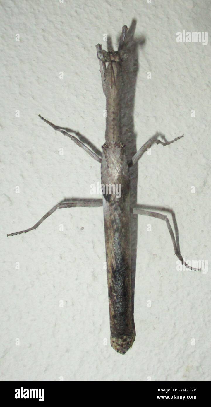 African stick mantis hi-res stock photography and images - Alamy