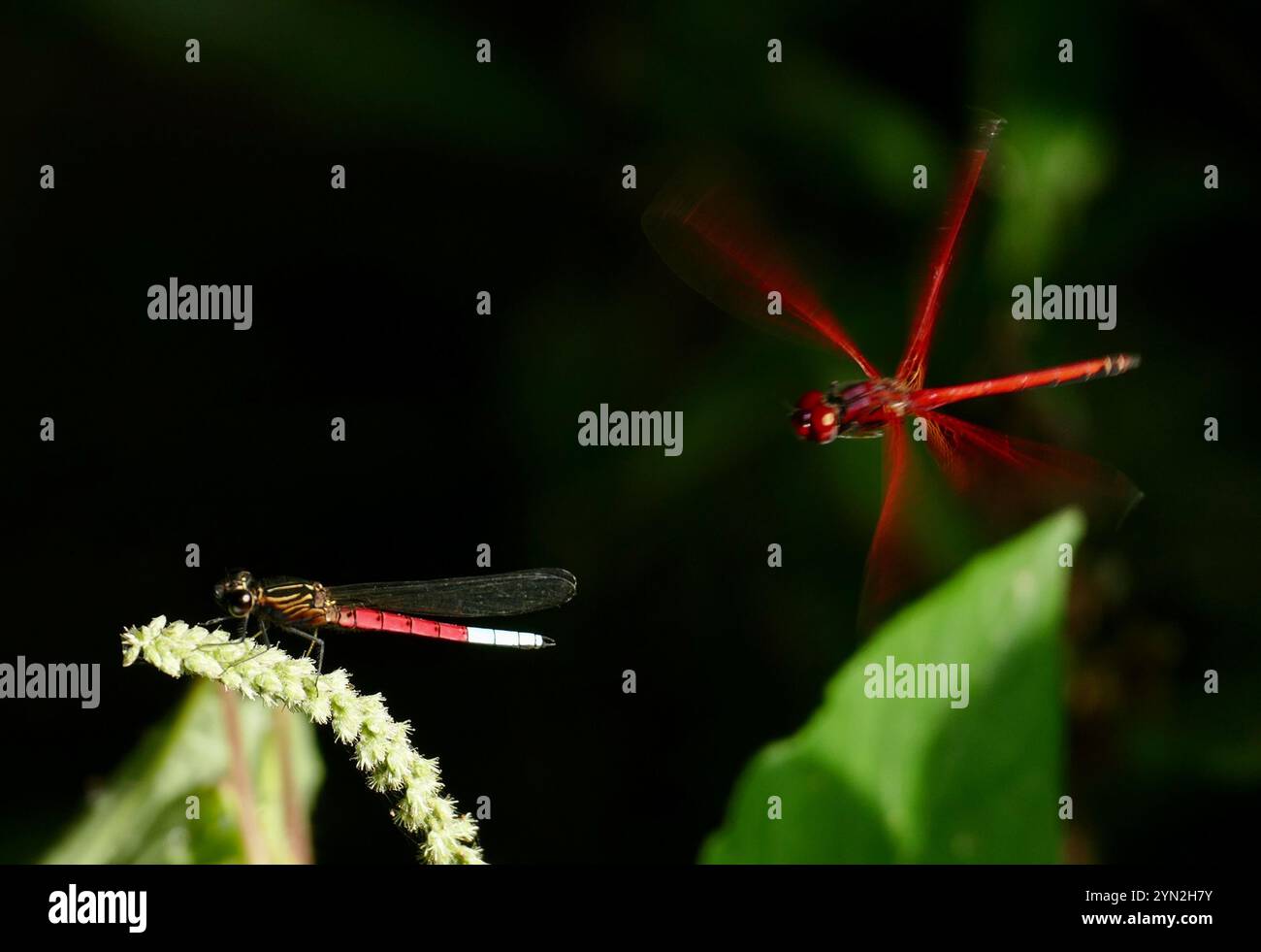 Blue-tipped Jewel (Chlorocypha curta Stock Photo - Alamy