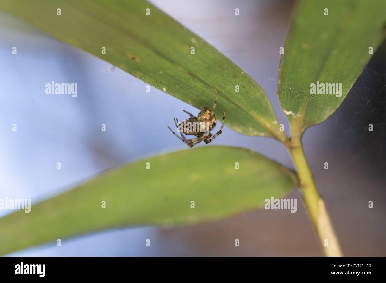 Comb-footed Spiders (Theridiidae Stock Photo - Alamy