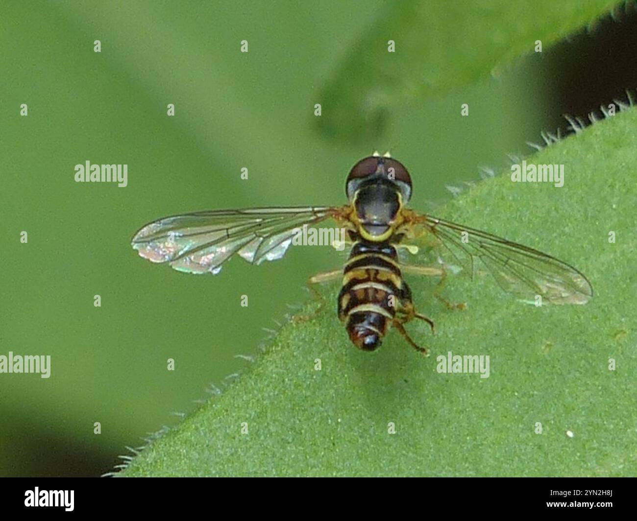 Eastern Calligrapher (Toxomerus geminatus Stock Photo - Alamy