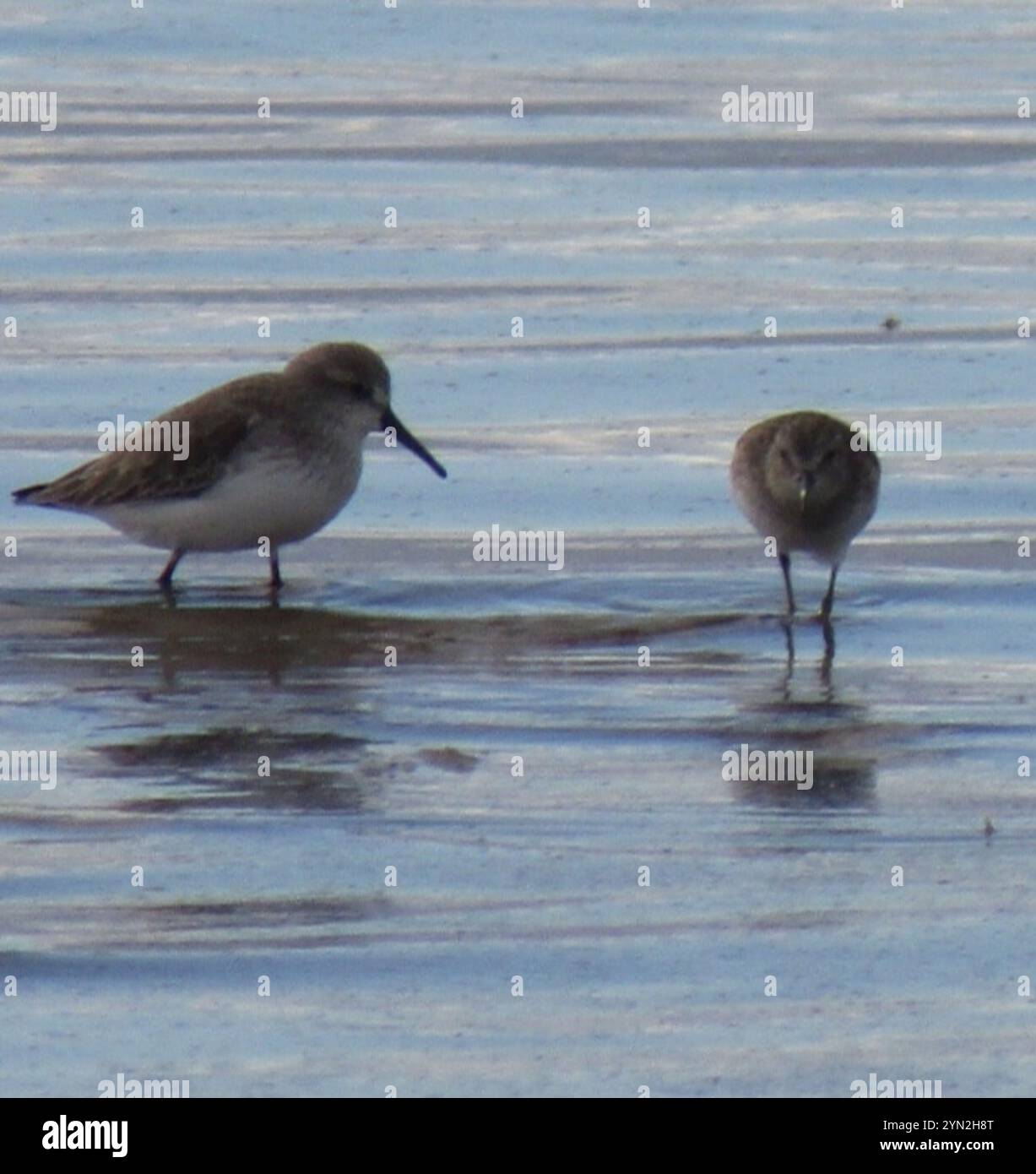 Western Sandpiper (Calidris mauri Stock Photo - Alamy