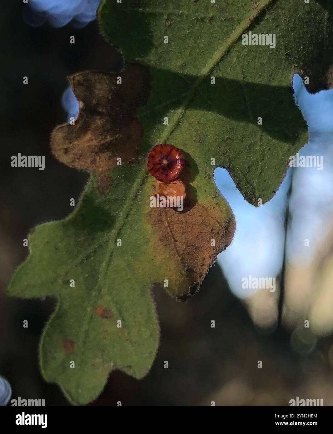 Parmula hi-res stock photography and images - Alamy