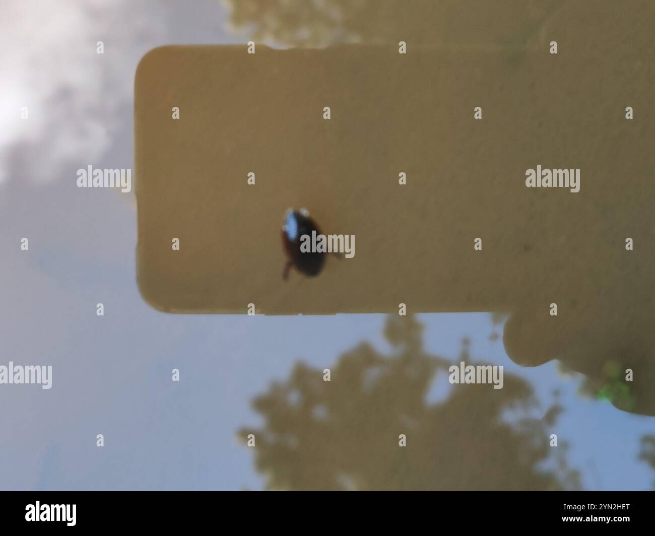 Cosmopolitan Diving Beetle (Rhantus suturalis Stock Photo - Alamy