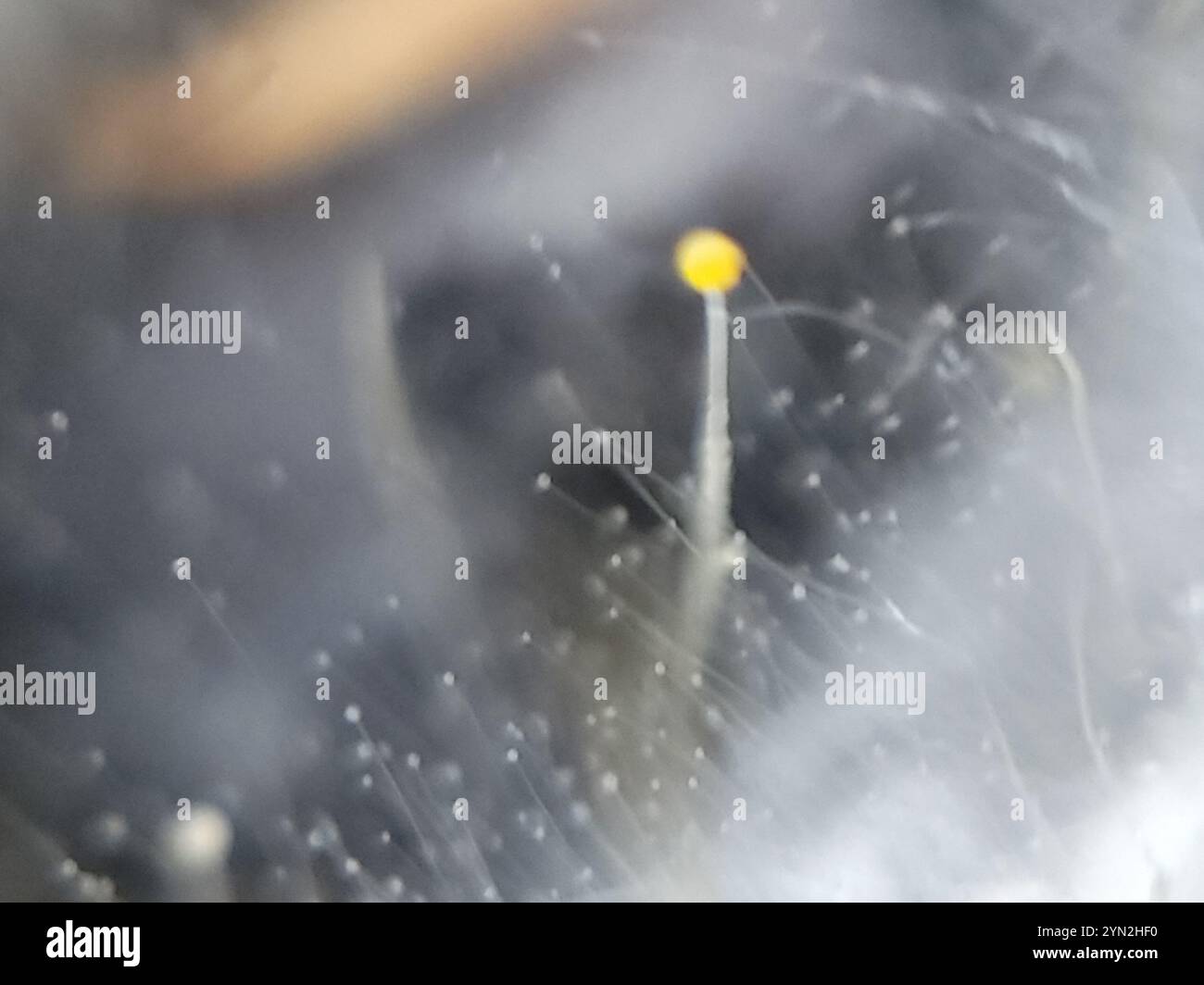 Phycomyces hi-res stock photography and images - Alamy