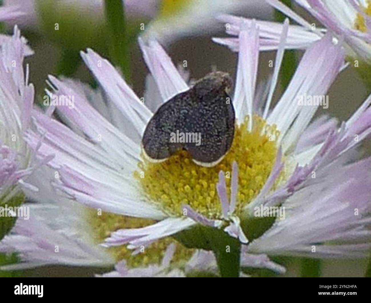 Eutreta hi-res stock photography and images - Alamy