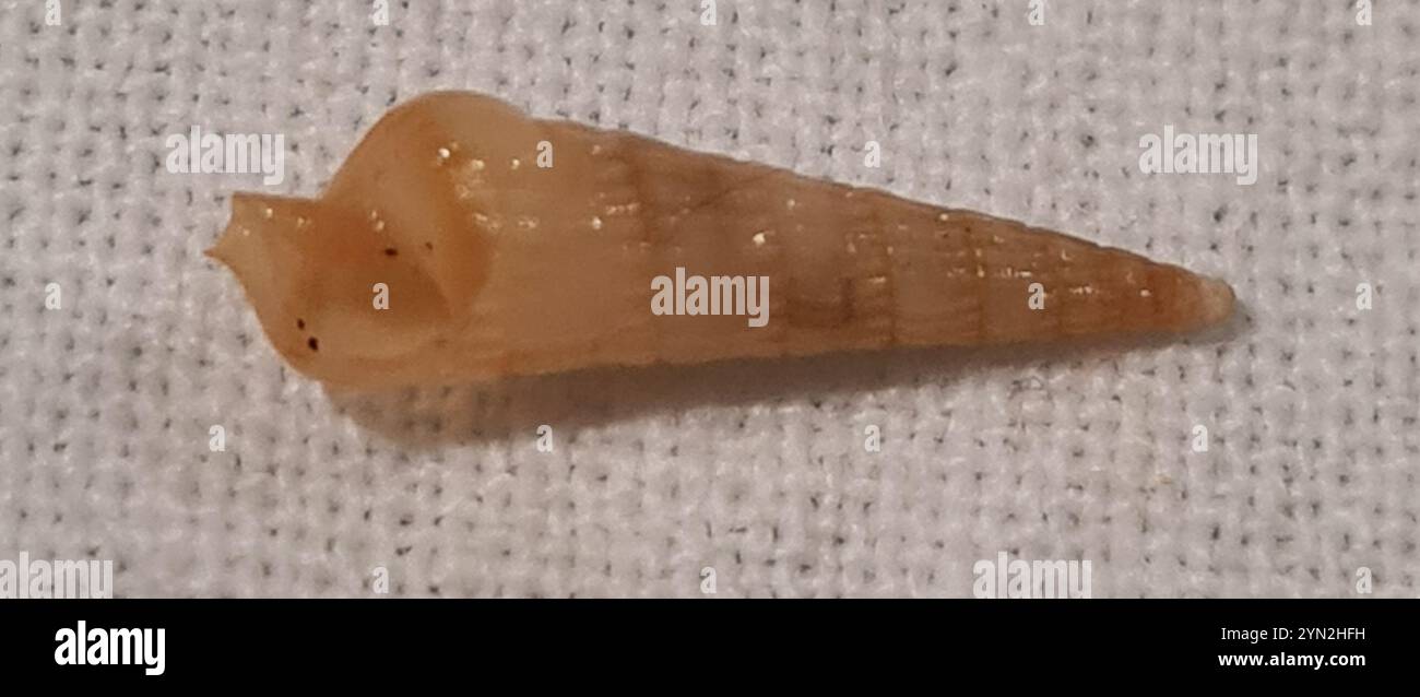 Auger Shells (Terebridae Stock Photo - Alamy