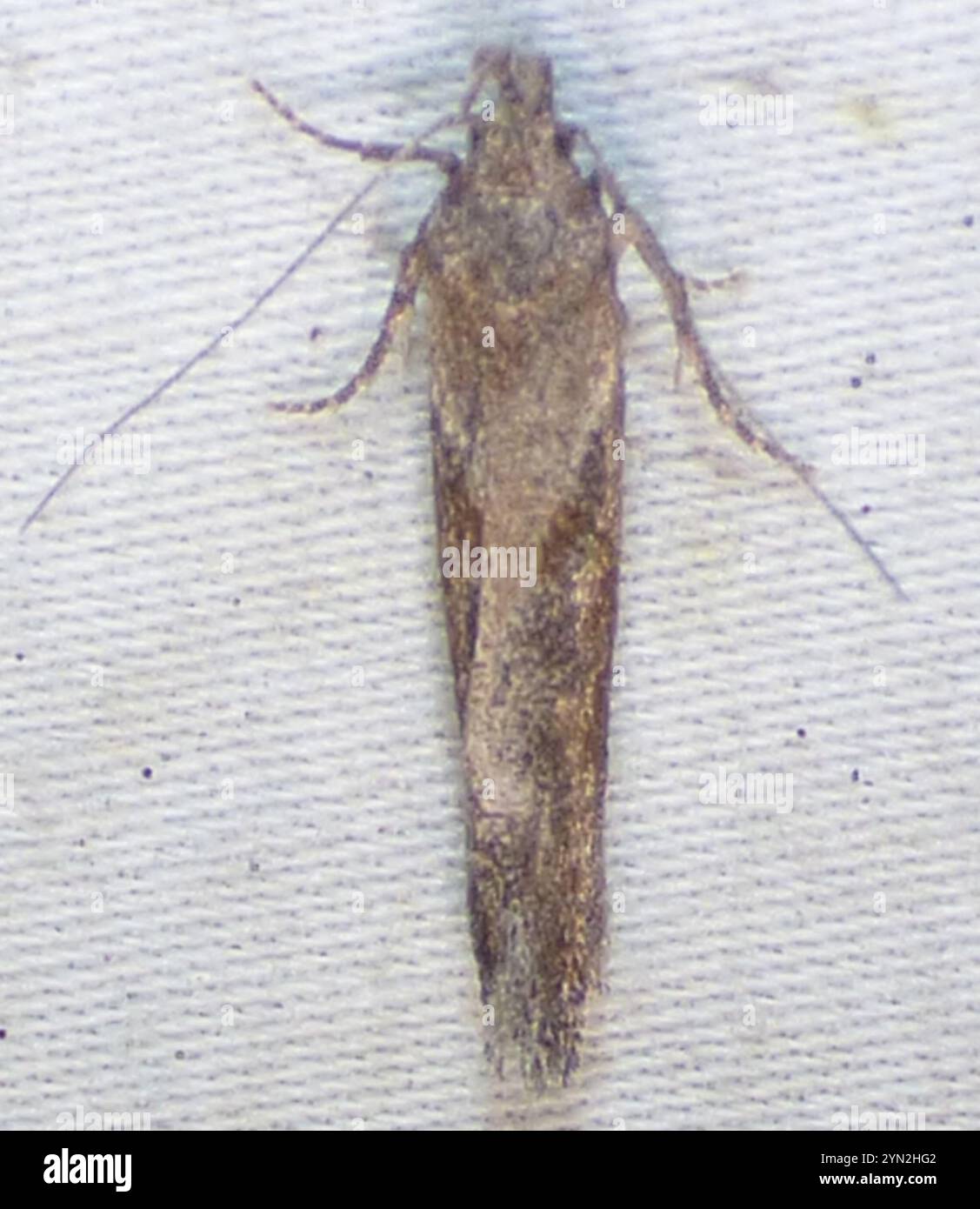 Goldenrod Elliptical-Gall Moth (Gnorimoschema gallaesolidaginis Stock ...