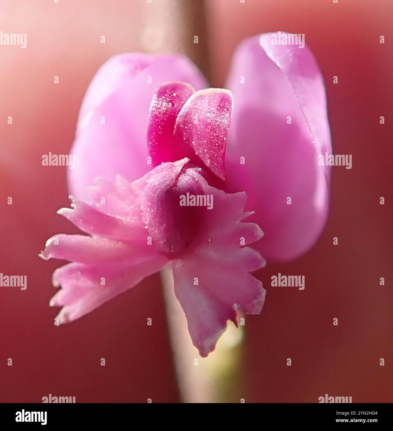 tortoise berry (Muraltia spinosa Stock Photo - Alamy