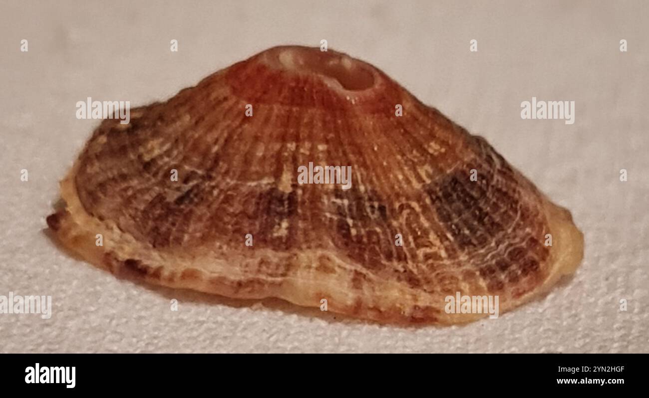 Keyhole Limpets (Fissurellidae Stock Photo - Alamy