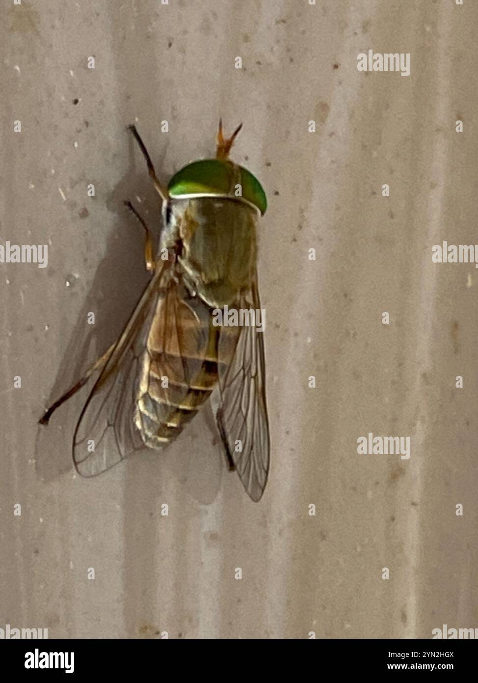 Horse and Deer Flies (Tabanidae Stock Photo - Alamy